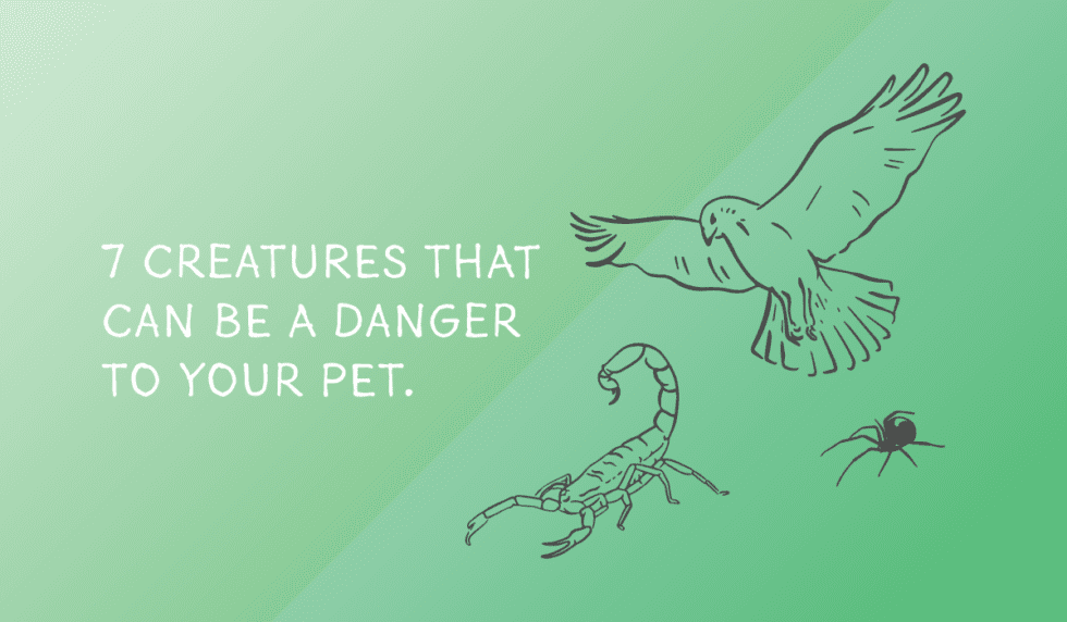 7 Creatures That Are Dangerous To Pets | PetDesk