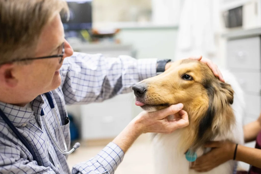 The Benefits Of Veterinary Software For Client Communication