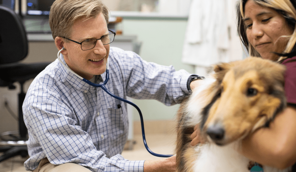 Veterinary Hospital Boosts Performance With PetDesk