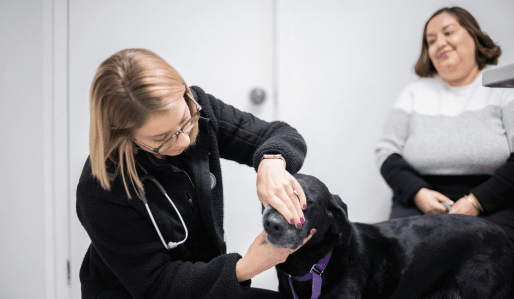 5 Common Veterinary Practice Issues Solved By PetDesk 5 Common Veterinary Practice Issues Solved By PetDesk