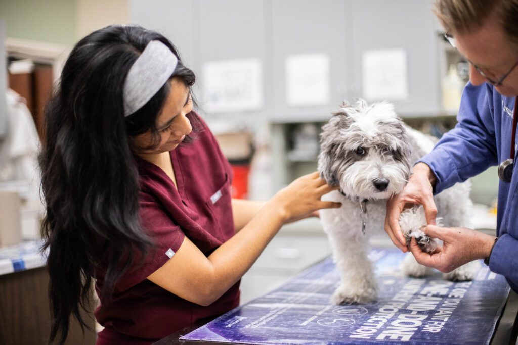 PetDesk's Customer Success Stories | PetDesk