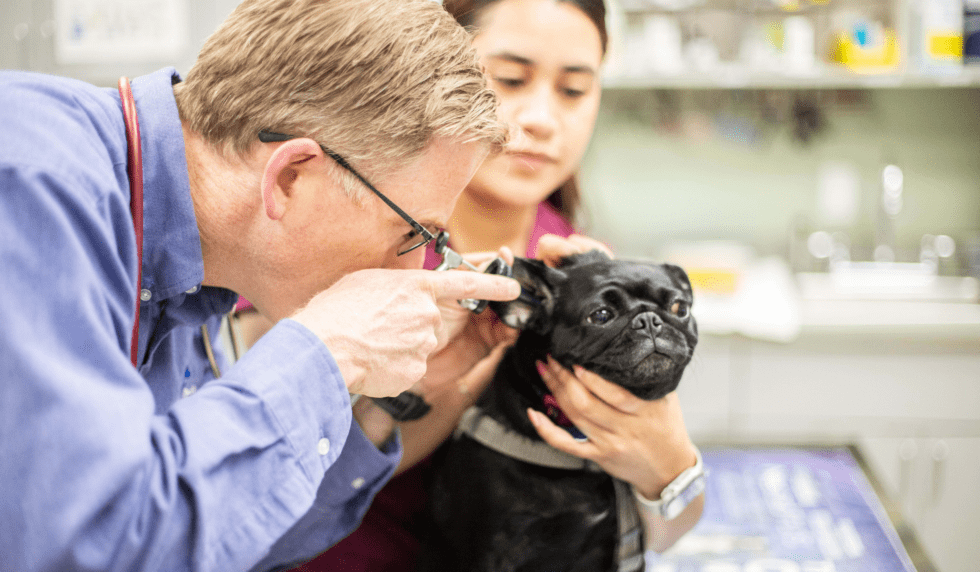 No Time To Waste: Becoming A Great Veterinary Triage CSR